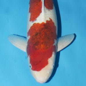 Koi Carp Breeds, Types & Varieties (Updated) - Pond Informer