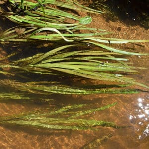 How to Plant & Grow Vallisneria in Ponds (Vallisneria americana) - Pond ...