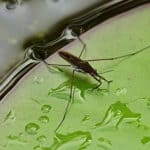 Water Strider Facts & Information (Gerridae) - Pond Informer