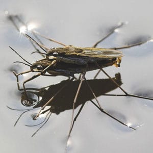 Water Strider Facts & Information (Gerridae) - Pond Informer