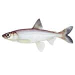 20 Lake Superior Fish Species (Fishable & Non) - Pond Informer