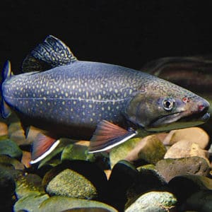 20 Lake Superior Fish Species (Fishable & Non) - Pond Informer