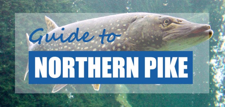 Facts & Guide to Northern Pike 2022 (Esox lucius) - Pond Informer