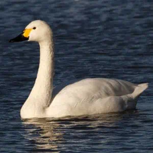 7 Swan Species & Swan Types (How to Identify) - Pond Informer