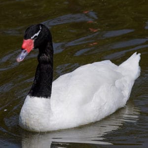 7 Swan Species & Swan Types (How to Identify) - Pond Informer