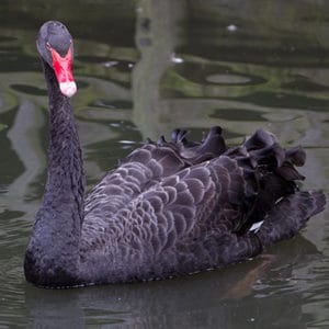 7 Swan Species & Swan Types (How to Identify) - Pond Informer
