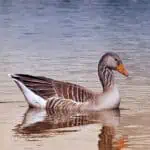 List of Goose Species & Geese Types (ID Guide) - Pond Informer