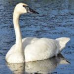7 Swan Species & Swan Types (How to Identify) - Pond Informer