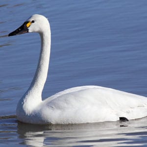 7 Swan Species & Swan Types (How to Identify) - Pond Informer