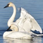 7 Swan Species & Swan Types (How to Identify) - Pond Informer
