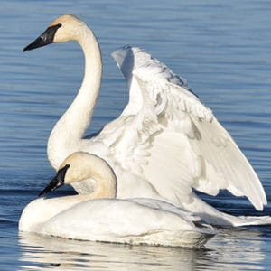 7 Swan Species & Swan Types (How to Identify) - Pond Informer