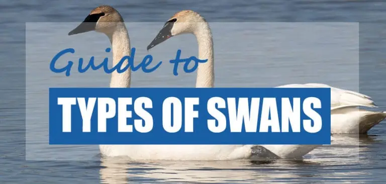 List of Swan Species & Swan Types 2023 (How to Identify) - Pond Informer