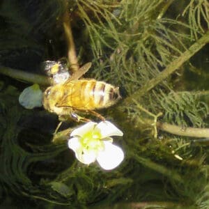 How to Plant & Grow Cabomba (Cabomba caroliniana) - Pond Informer