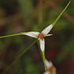 How to Plant & Grow Star Grass in Ponds (Rhynchospora colorata) - Pond ...