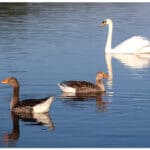 What's the Difference Between a Goose and a Swan? [Updated] - Pond Informer