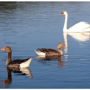 What's the Difference Between a Goose and a Swan? [Updated] - Pond Informer