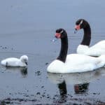 What's the Difference Between a Goose and a Swan? [Updated] - Pond Informer
