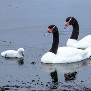 What's the Difference Between a Goose and a Swan? [Updated] - Pond Informer