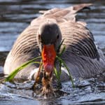 What's the Difference Between a Goose and a Swan? [Updated] - Pond Informer