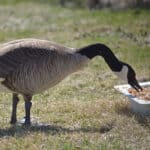 What's the Difference Between a Goose and a Swan? [Updated] - Pond Informer