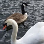 What's the Difference Between a Goose and a Swan? [Updated] - Pond Informer