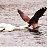 What's the Difference Between a Goose and a Swan? [Updated] - Pond Informer