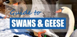 What's the Difference Between a Goose and a Swan? [Updated] - Pond Informer