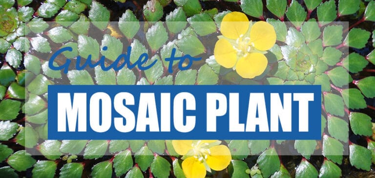 How to Plant & Grow Mosaic Plant (Ludwigia sedioides) - Pond Informer