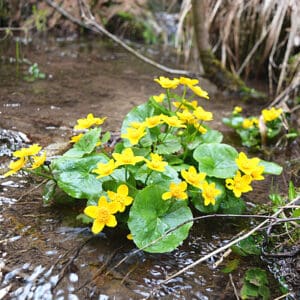 13 Most Invasive Plants in Michigan (With Pictures) - Pond Informer