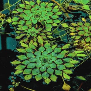How to Plant & Grow Mosaic Plant (Ludwigia sedioides) - Pond Informer