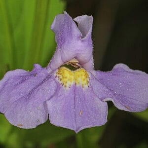 How to Plant & Grow Monkey Flower (Mimulus ringens) - Pond Informer