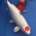 Guide to Tancho Koi (Pics & Facts) - Pond Informer