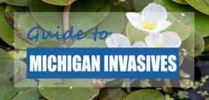 13 Most Invasive Plants in Michigan (With Pictures) - Pond Informer