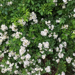 13 Most Invasive Plants in Michigan (With Pictures) - Pond Informer