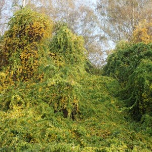 13 Most Invasive Plants in Michigan (With Pictures) - Pond Informer