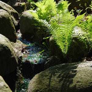 11 Best Plants for Waterfalls & Pondless Waterfalls [Updated] - Pond ...
