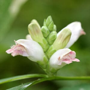 White Turtlehead Facts, Care & Planting Guide (Chelone glabra) - Pond ...