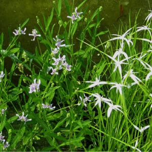 How to Plant & Grow American Water Willow (Justicia americana) - Pond ...