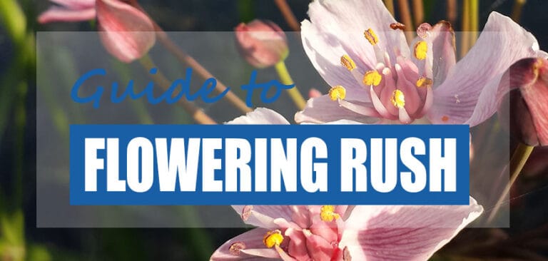 How to Plant & Grow Flowering Rush (Butomus umbellatus) - Pond Informer