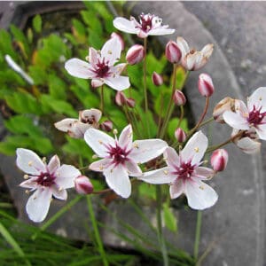 How to Plant & Grow Flowering Rush (Butomus umbellatus) - Pond Informer