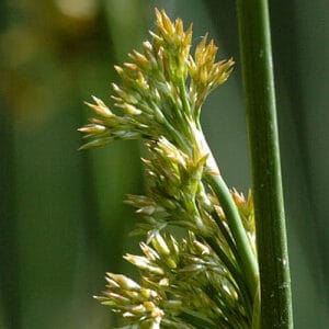 Soft Rush Facts, Care, & Planting Guide (Juncus effusus) - Pond Informer
