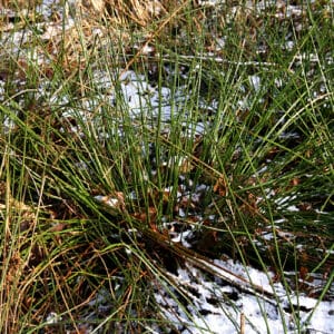 Soft Rush Facts, Care, & Planting Guide (Juncus effusus) - Pond Informer