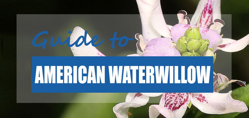 How to Plant & Grow American Water Willow (Justicia americana) - Pond ...