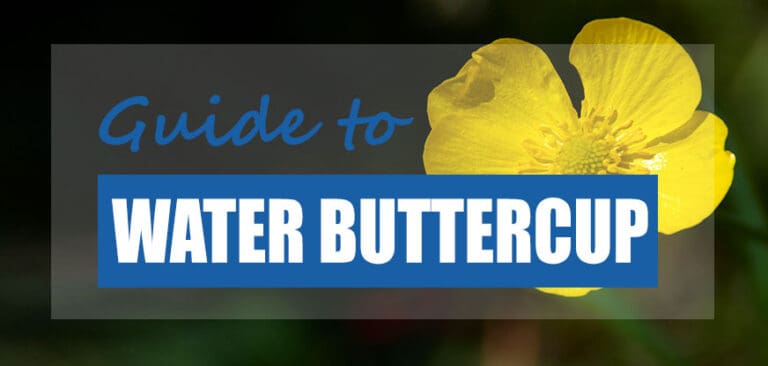 How to Plant & Grow Water Buttercup (Ranunculus lingua grandiflora ...