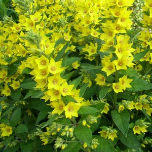 How to Plant & Grow Yellow Loosestrife (Lysimachia vulgaris) - Pond ...