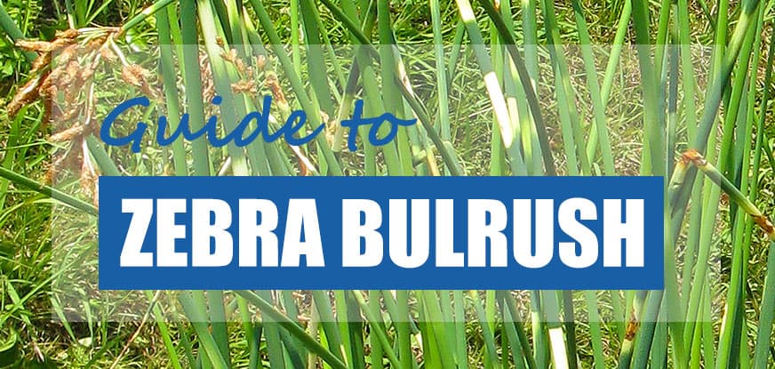 How to Plant & Grow Zebra Rush (Scirpus zebrinus) - Pond Informer