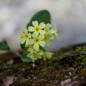 How to Plant & Grow Common Primrose (Primula vulgaris) - Pond Informer