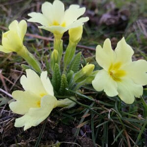 How to Plant & Grow Common Primrose (Primula vulgaris) - Pond Informer