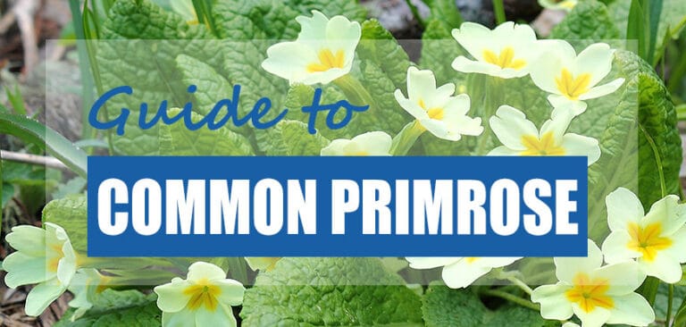How to Plant & Grow Common Primrose (Primula vulgaris) - Pond Informer