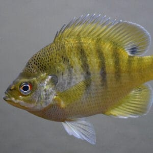 20 Lake Champlain Fish Species (Updated) - Pond Informer